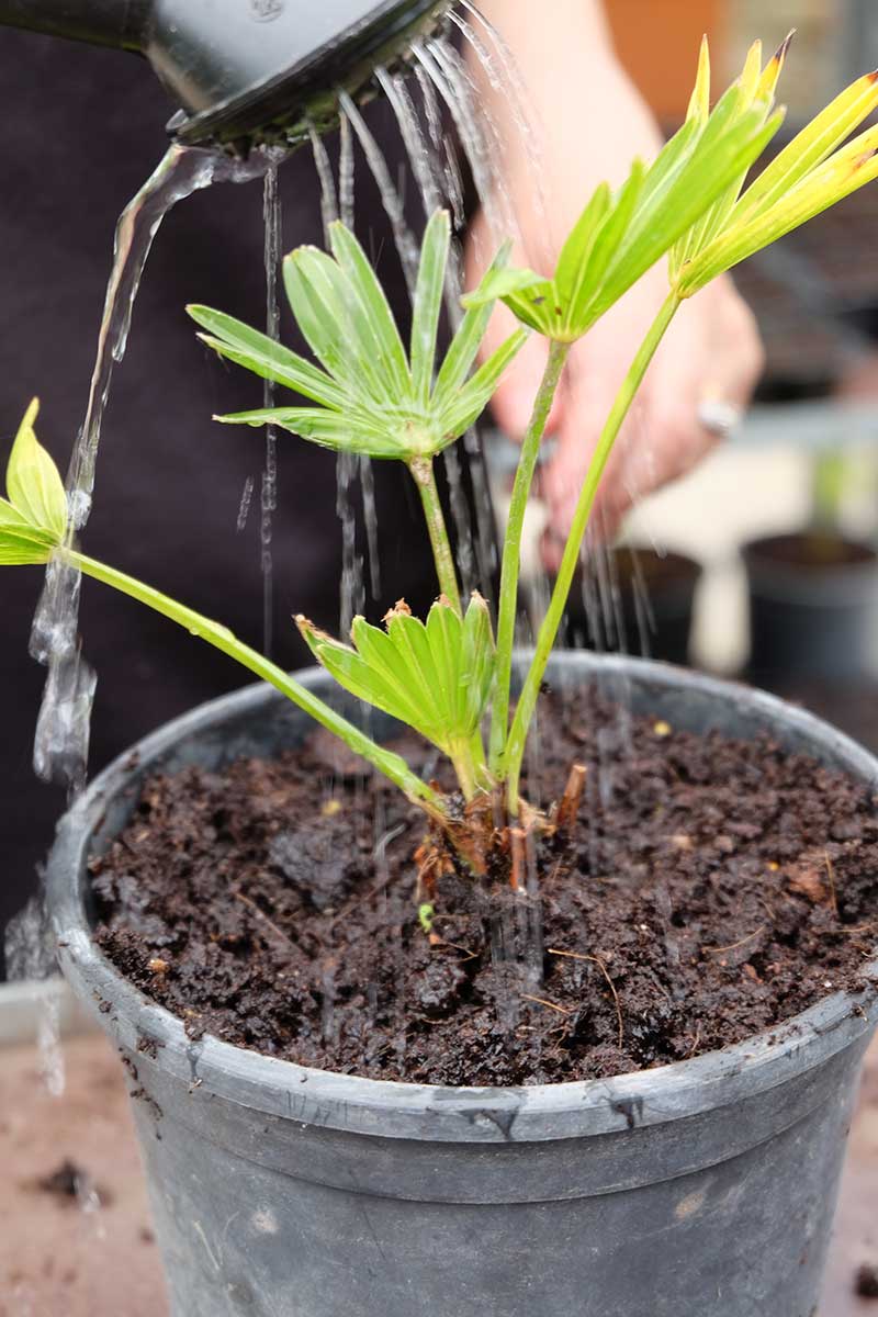 Palm Tree Care Guide - Palms UK Horticultural