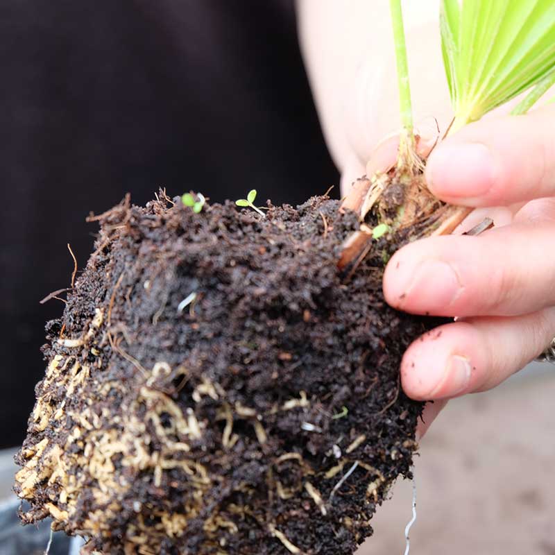 Palm Tree Care Guide - Palms UK Horticultural