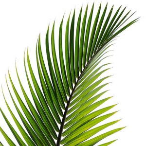 Award winning Hardy Palm Trees for UK Gardens - Palms UK Horticultural
