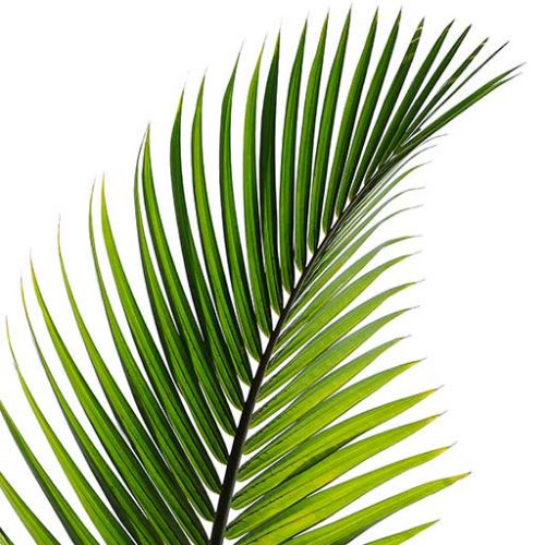 Award winning Hardy Palm Trees for UK Gardens - Palms UK Horticultural