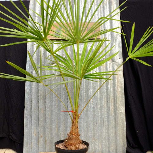 Award winning Hardy Palm Trees for UK Gardens - Palms UK Horticultural