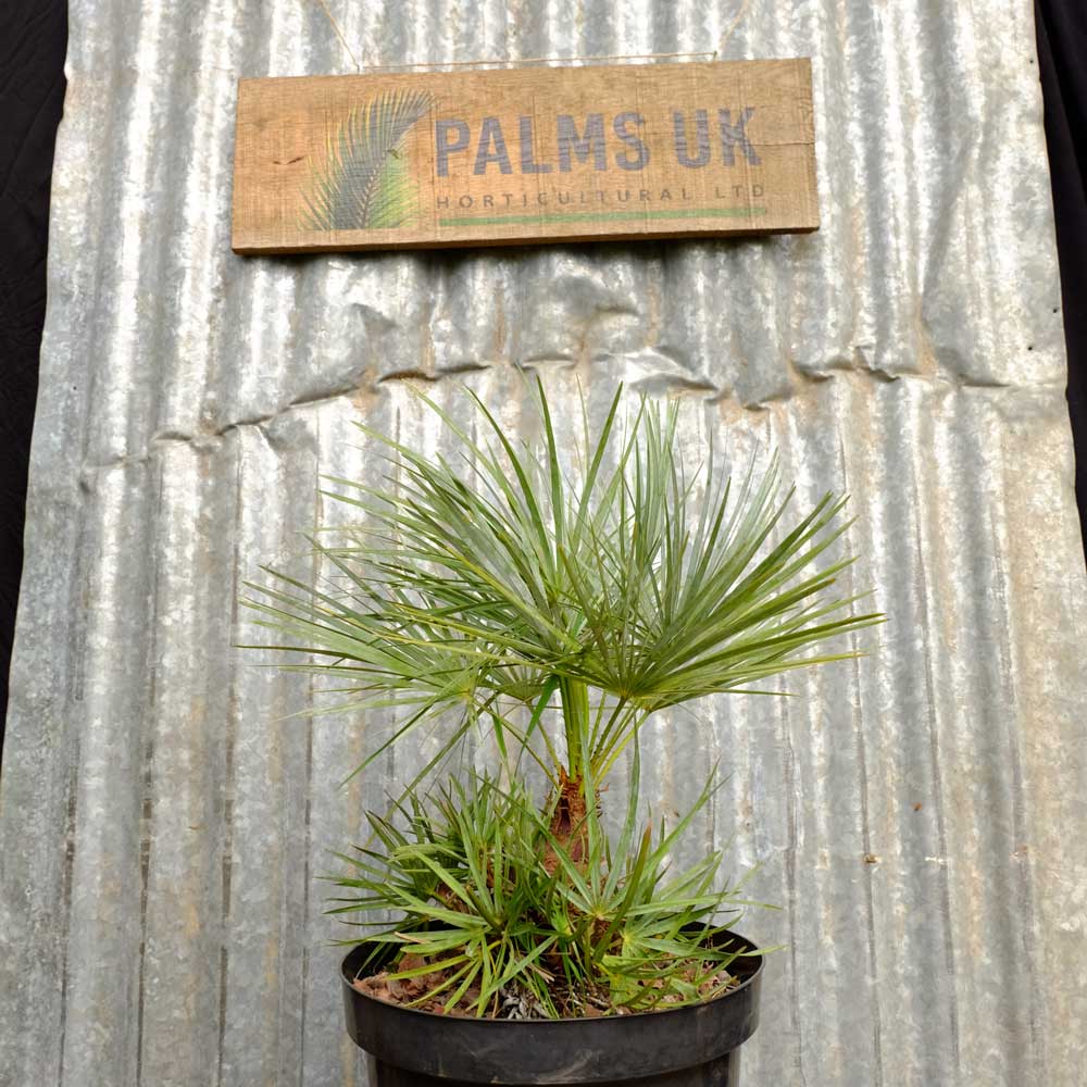 Chamaerops Humilis Var Argentea (Blue Mediterranean Fan Palm) Archives ...