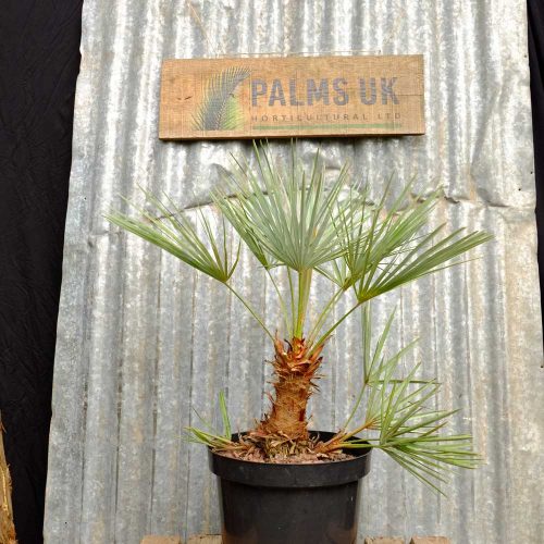 Award winning Hardy Palm Trees for UK Gardens - Palms UK Horticultural