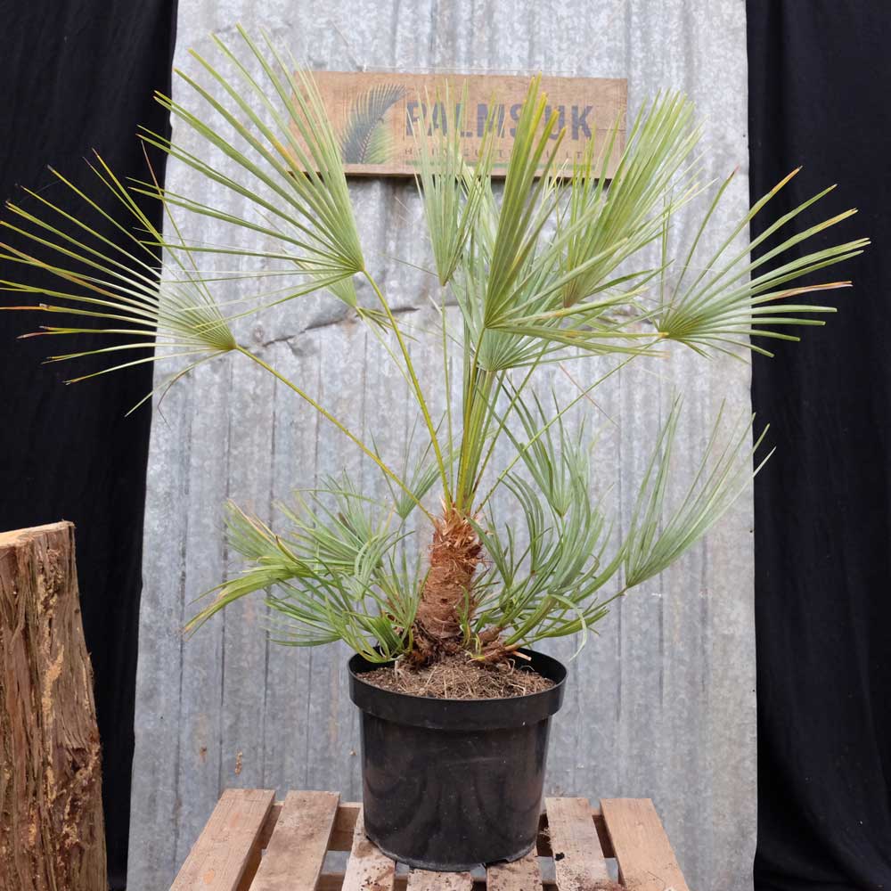 Chamaerops Humilis Var Argentea (Blue Mediterranean Fan Palm) Archives ...