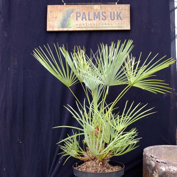Chamaerops Humilis Var Argentea (Blue Mediterranean Fan Palm) Archives ...
