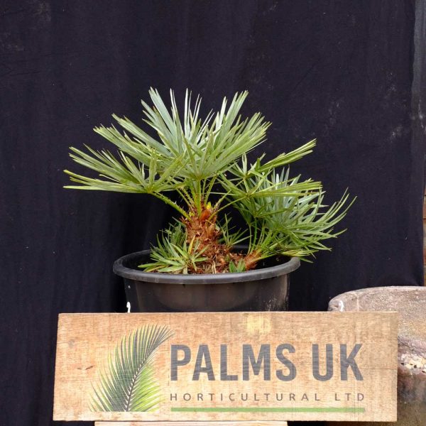 Chamaerops Humilis Var Argentea (Blue Mediterranean Fan Palm) Archives ...