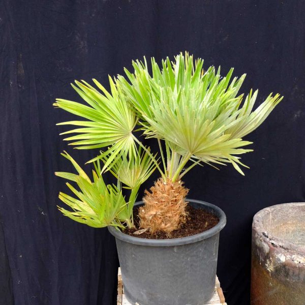 Chamaerops Humilis 'Vulcano' (Dwarf Mediterranean Fan Palm) Archives ...