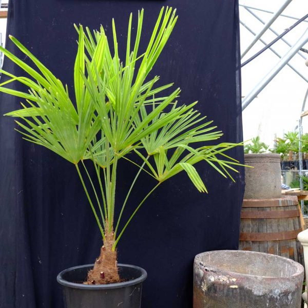 Trachycarpus Fortunei (Himalayan Fan Palm) Archives - Palms UK ...