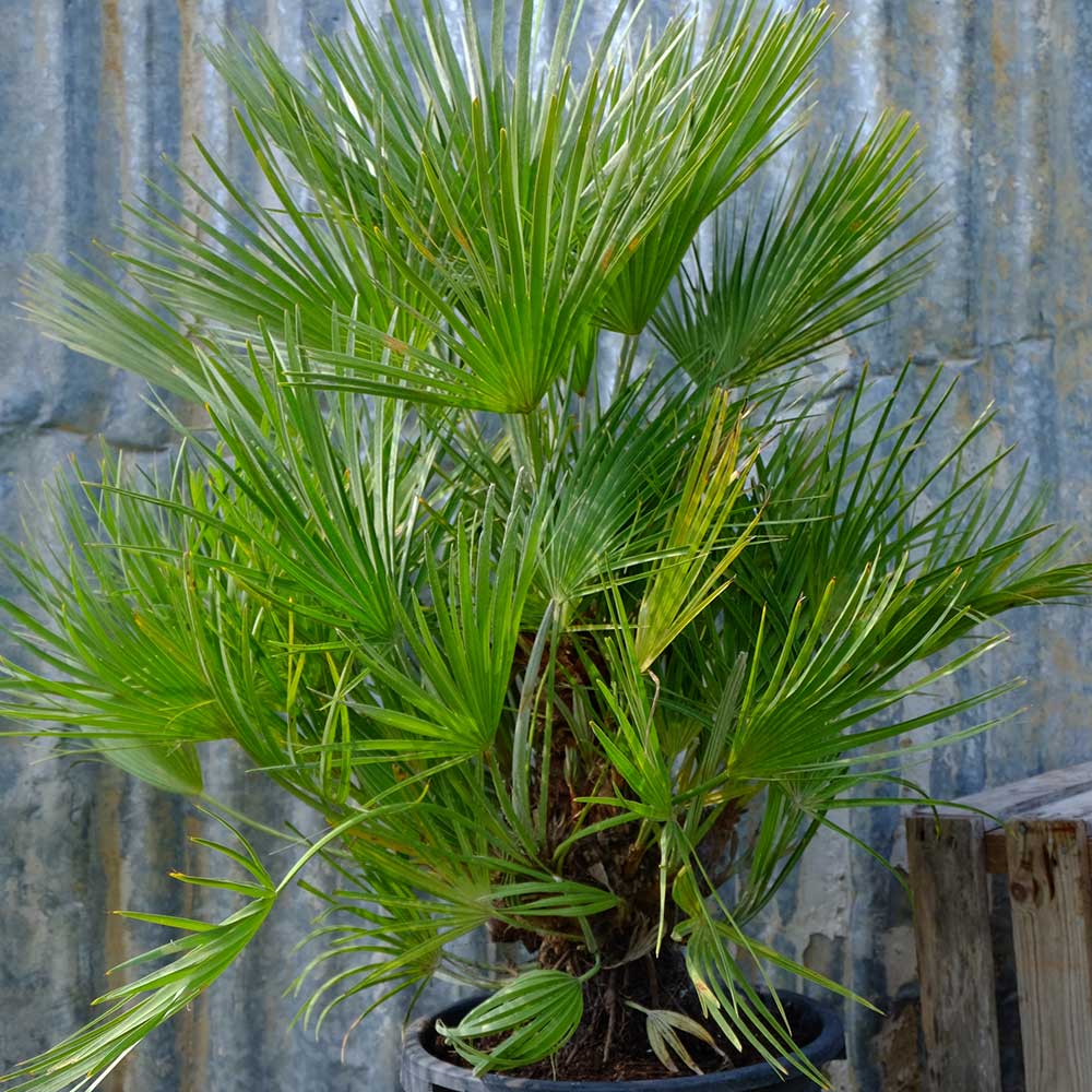 Chamaerops Humilis (European Fan Palm) Archives - Palms UK Horticultural