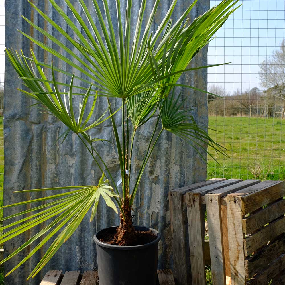 Trachycarpus Princeps (Stone Gate Palm – Lotus form Silver leaf ...